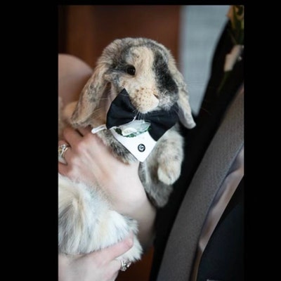 Tuxedo for Rabbits, Cats, Small Dogs, Bunny & Small Pets. Suit. Wedding ...