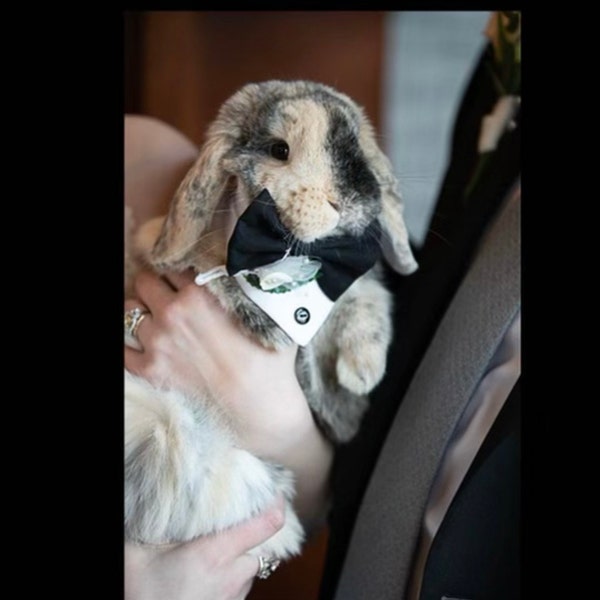 Tuxedo for Rabbits, Cats, Small Dogs, Bunny & Small Pets. Suit. Wedding ...