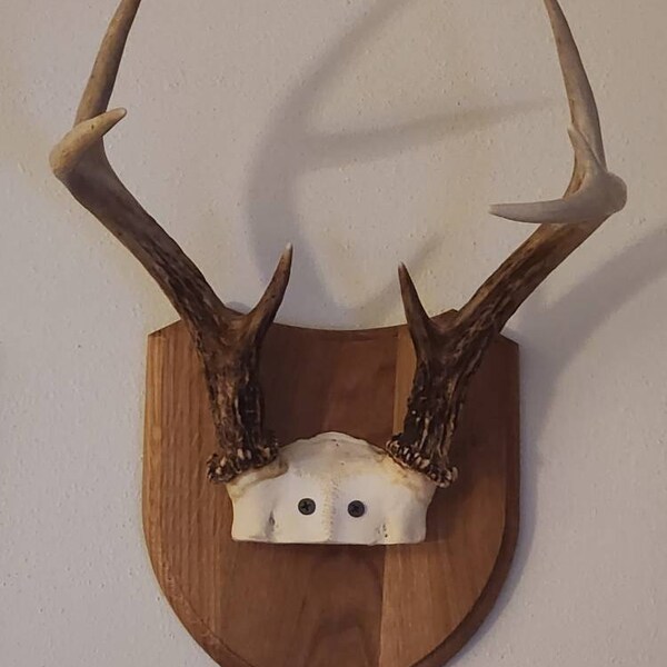 Trophy Mounting Plaque Taxidermy Wooden Shield Base Plate Wall Hanger ...