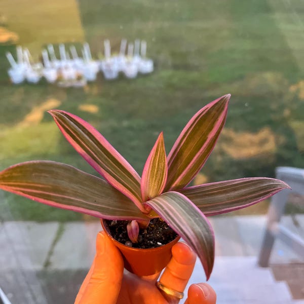 Rhoeo Discolor Tricolor (tradescantia Spathacea) - Etsy