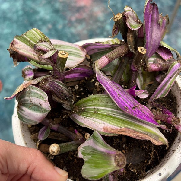 Tradescantia Nanouk | Fully Rooted Tradescantia Nanouk Plants ...