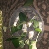 Moonlight Pothos, Scindapsus Treubii Moonlight, Sterling Silver Plant ...