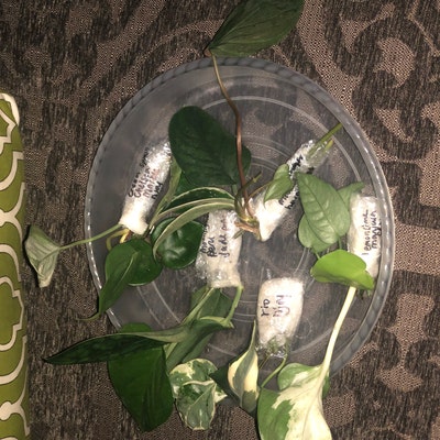 Moonlight Pothos, Scindapsus Treubii Moonlight, Sterling Silver Plant ...