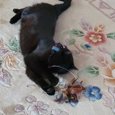 Big Cat Toy Mouse Grey Ears and Tail, Cute Mouse Cat Toy, Unique Cat ...