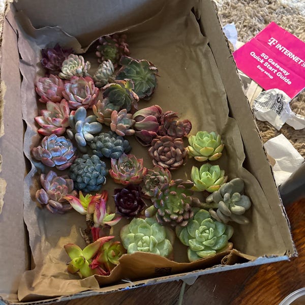 Succulents Master Random Bundle | 2-3" Bare Root Succulents | Roots ...