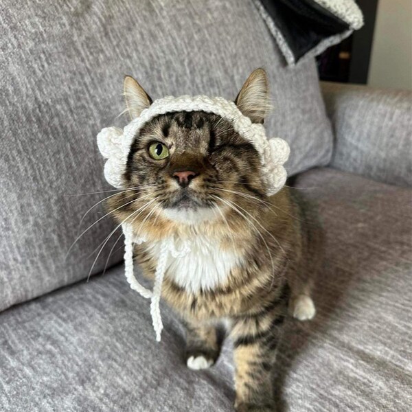 Powdered Wig, Hats for Cats, Barristers Wig, Judge Wig, Pet Costumes ...