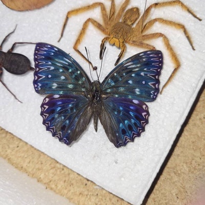 1pcs, Parthenope Validus, Unspread,, Real Crab, Nature History ...