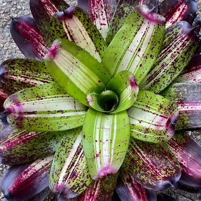 Bromeliad Neoregelia 'magali' - Etsy