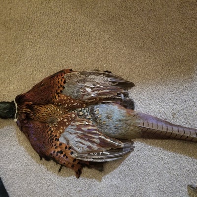 2 Coyote Leg Bone 1 Ulna and 1 Radius BN-701 - Etsy