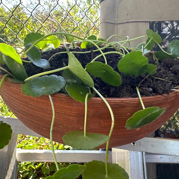 Luna & Moth Food - Sweet Gum Leaves- Liquidambar Styraciflua - Host ...