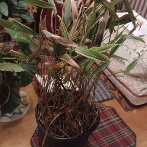 Fargesia Scabrida Bamboo Live Plant 1 Gallon Pot Size | Etsy