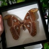 Real Atlas Moth Shadow Box Frame, Framed Attacus Atlas, Moth Taxidermy ...
