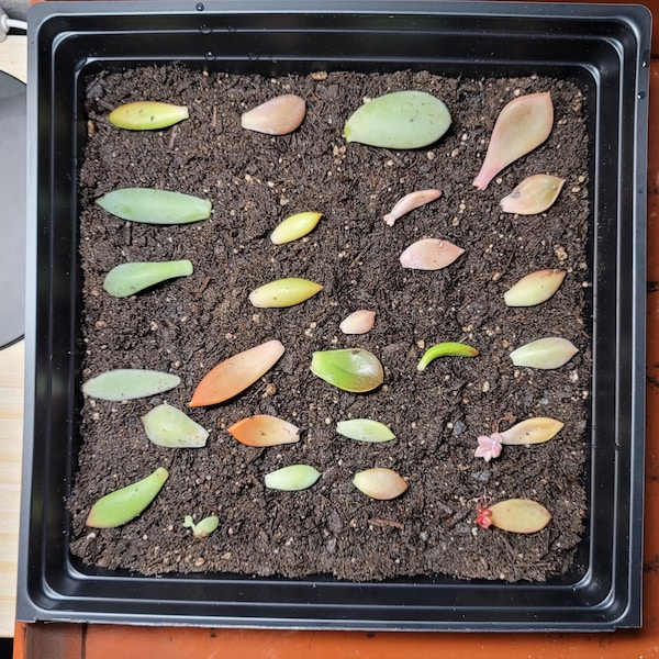 Succulent Leaf Starters | Propagation - Etsy