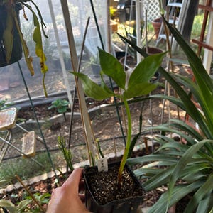 Dimocarpus Longan... Longan Fruit Seedling - Etsy