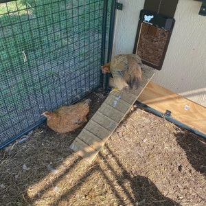 INDOOR Guinea Pig Ramp Rabbit Ramp Hedgehog Ramp With Sides - Etsy
