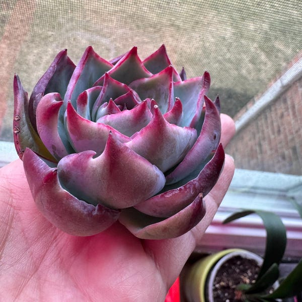 Graptopetalum Ellen Variegated-succulent - Etsy