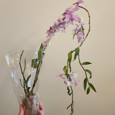 Phal. Tzu Chiang Chrisna, Fragrant Smell Like Roses - Etsy