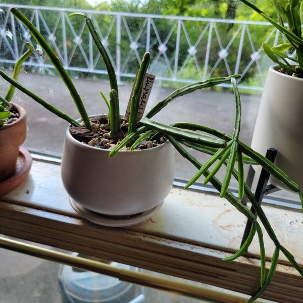 Rhipsalis Bacifera Ssp. Mauritiana ferrari 4 Unrooted Cuttings - Etsy