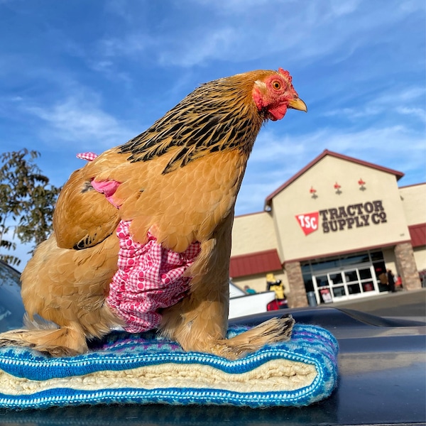 Chicken Diapers Large- Perfect Chicken Diaper for Large Hens or Medium ...