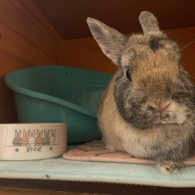 Personalised Rabbit Bowl Rabbit Christmas Gift New Rabbit Present Bunny ...