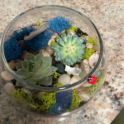 Sea Glass & Driftwood Terrarium Kit, Succulent Gift Box, Cactus ...