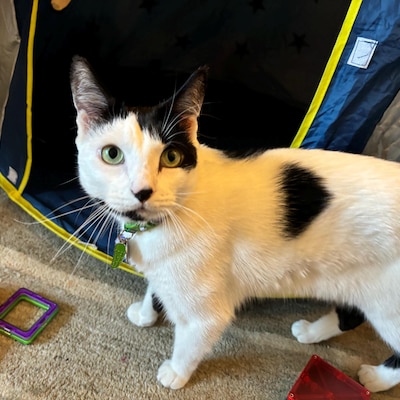 Nautical Pet ID Tag Lighthouse Dog Name Tag Sailor Stamped Cat ID Tag ...