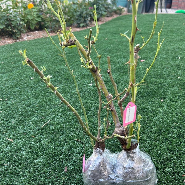 Rose “ausbite” English Climbing Rose Plant Ownroot - Etsy