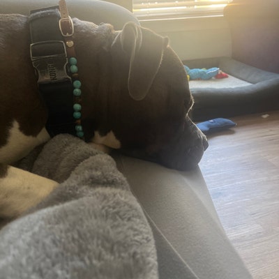 Lithotherapy and Anti-ticks Collar for Dog, Anti-anxiety and ...