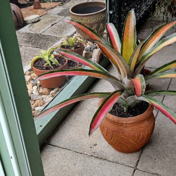 Bromeliad Neoregelia 'magali' - Etsy