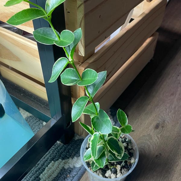 Hoya Lacunosa 'tricolor Bruno' | 2-inch | Exact Plant | Free Live ...