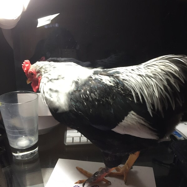 Chicknic Picnic Table for Chickens - Etsy