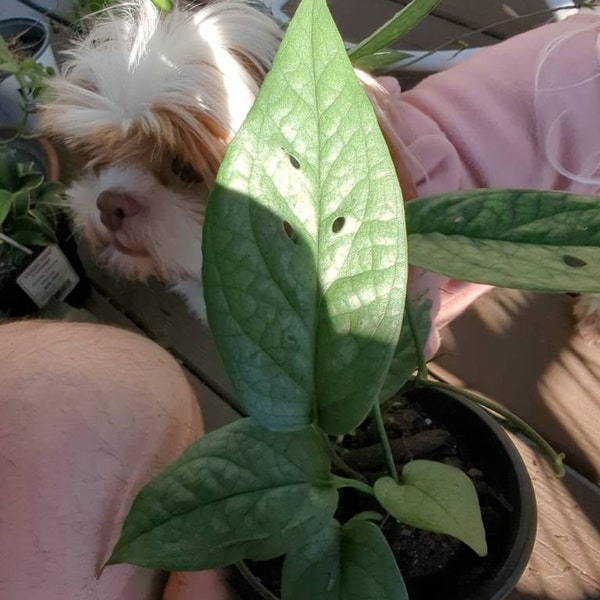 Spider Man Monstera “amydrium Silver” 4” Pot (ALL PLANTS Require You to ...