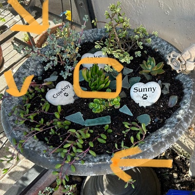 Aeonium Merlot Rare New Limited Aeonium Hybrid Succulents - Etsy