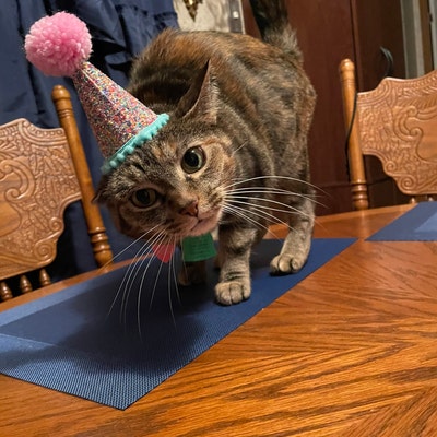 Cat Birthday Hat Pet Party Hat Puppy Birthday First Birthday Puppy First Birthday Birthday Party ...