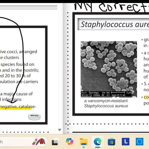 Animal Adaptations Skunk Science Reading Comprehension Passage - Etsy