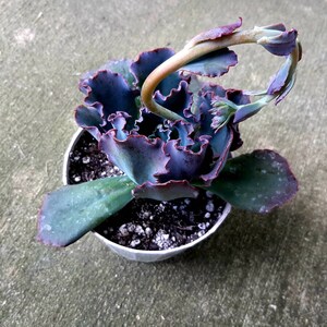 2, 4, 6 Pot of Echeveria Blue Curls Rare Succulent Plant Shipped Bare Roots - Etsy