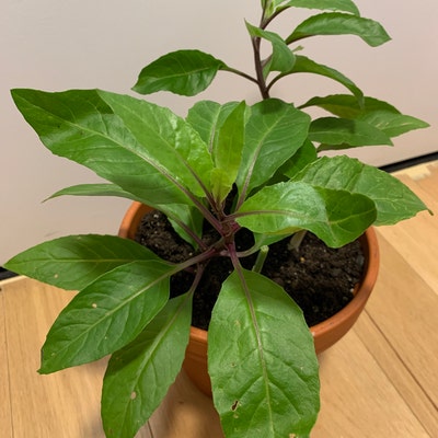 Organic Scindapsus Silver Splash Plant Tropical Live RARE Indoor Vining ...