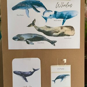 Reggio Inspired Mega Bundle VOL2 Nature Classroom14 Sets - Etsy