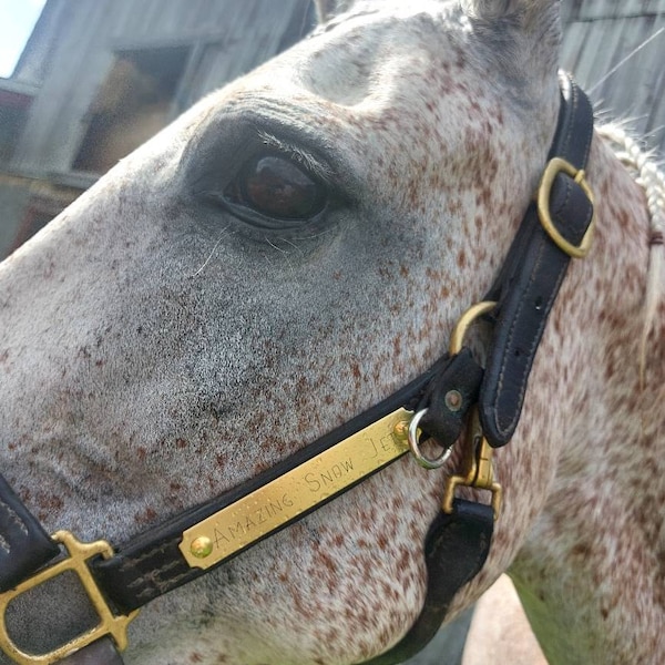 Solid Brass Saddle Plate , Halter Plate , Bridle Plate , Trophy Plate ...