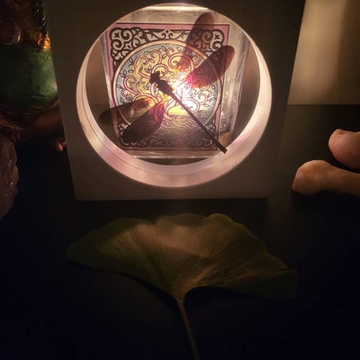 E33a Mud Dauber Wasp Glass Dome Display Entomology Taxidermy - Etsy