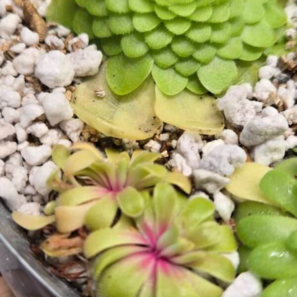 Pinguicula X "pirouette" Butterwort Hybrid - Rare Live Carnivorous ...