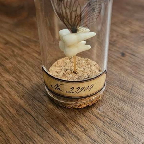 Specimen No 22914 • the Tooth Fairy Mini Display | Dentist | Dental ...