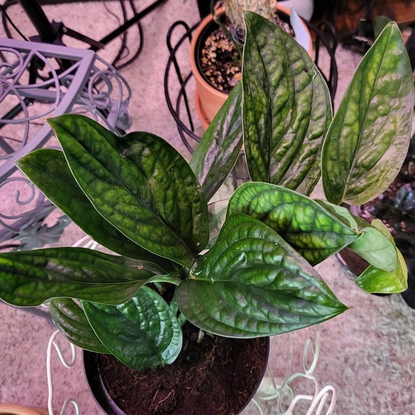 Monstera Peru in 4" Pot, House Plant - Etsy