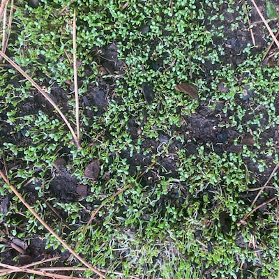 Daniela II Turf Bermuda Grass Seed - Etsy