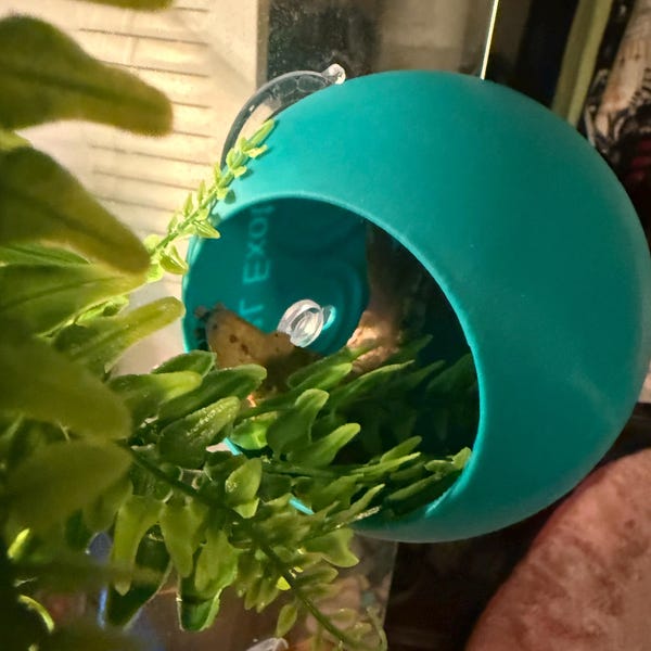 Pink Princess Philodendron Ledge for 0.5oz Deli Cup | Crested Gecko ...