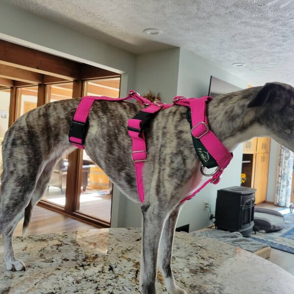 Dog Harness All Neon Like for Greyhound, Whippet, Piccolo, All Breeds ...