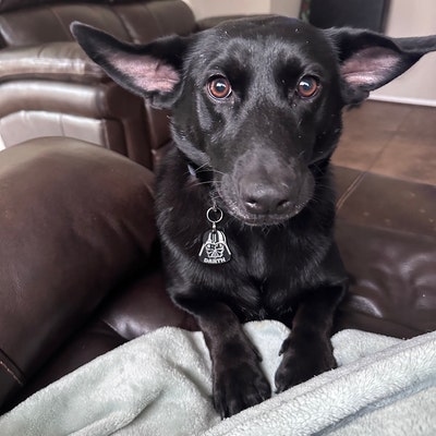 Personalized LED Dog Tag Light up Dog Tag Color Changing Stocking ...