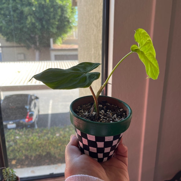 US Seller Philodendron Verrucosum Super 'mini' Red Back (cutting) - Etsy