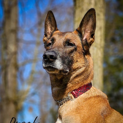 Bright Static Dog Collar, Cat Collar, Made to Order Available in Buckle ...