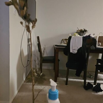 Chinese Perfume Tree, Chinese Rice Flower, in 4 Pot Aglaia Odorata - Etsy